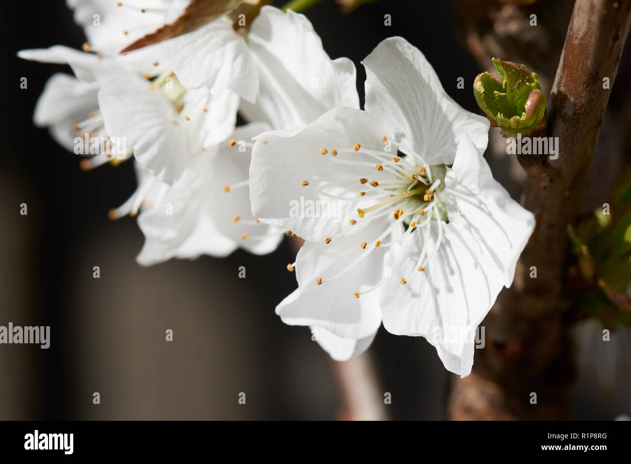 Stella cherry hi-res stock photography and images - Alamy