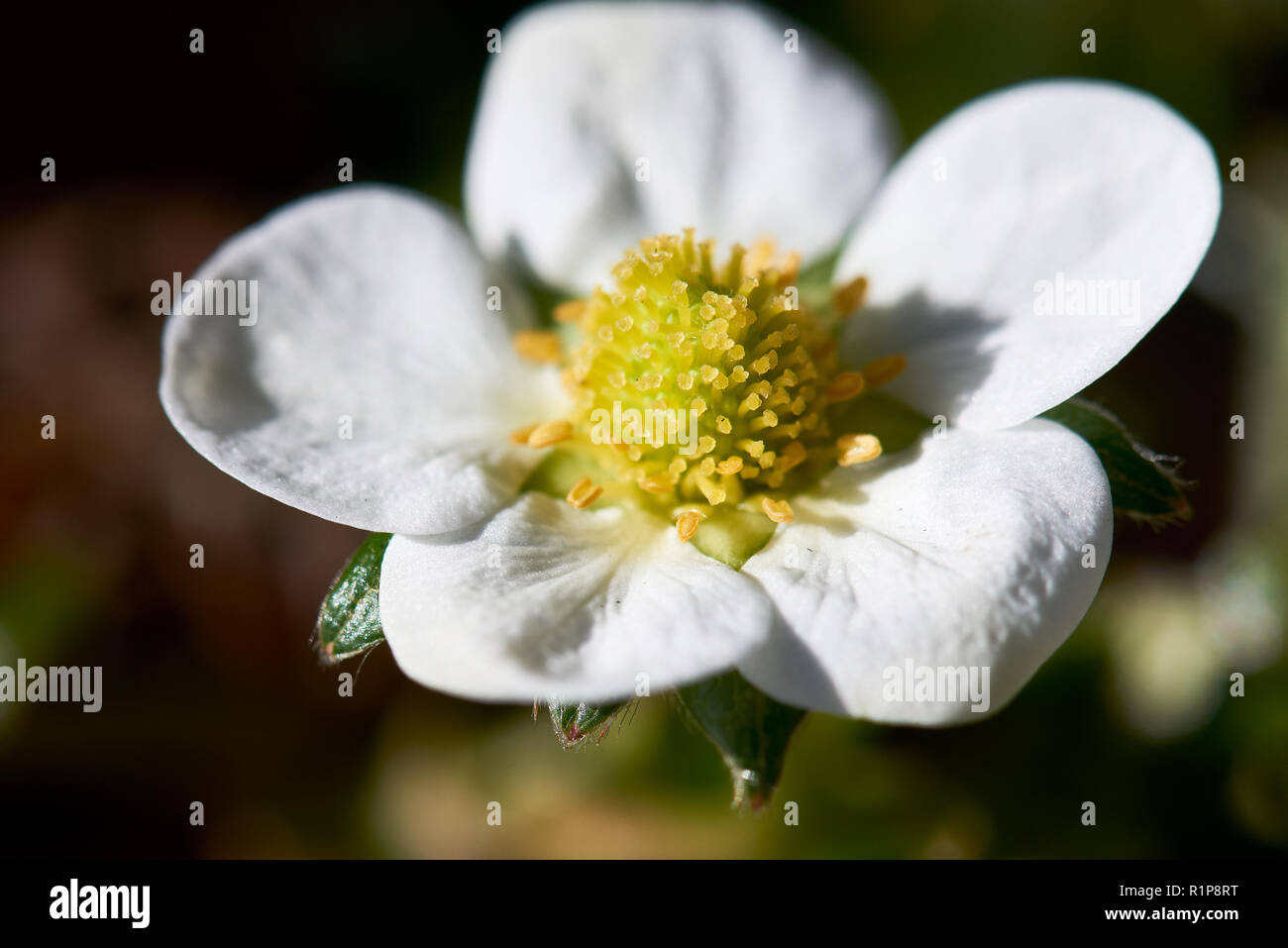 Macro image of a strawberry flower blossom ready for pollination Stock ...