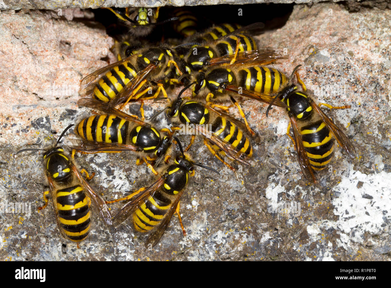 Queen wasp hi-res stock photography and images - Alamy