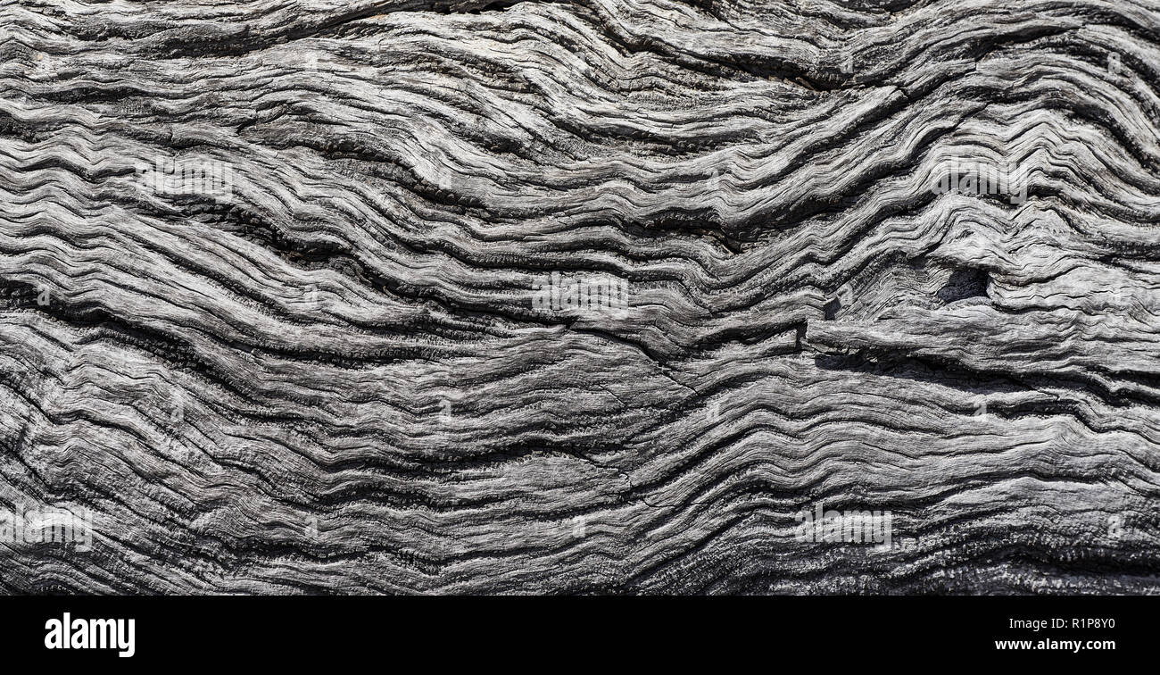 Close up texture of a fallen Australian gum tree with intricate woven ...
