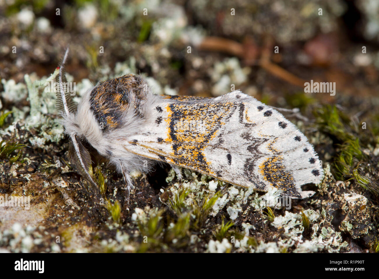 Sallow Kitten (Furcula furcula) adult moth resting on dead wood. Powys ...