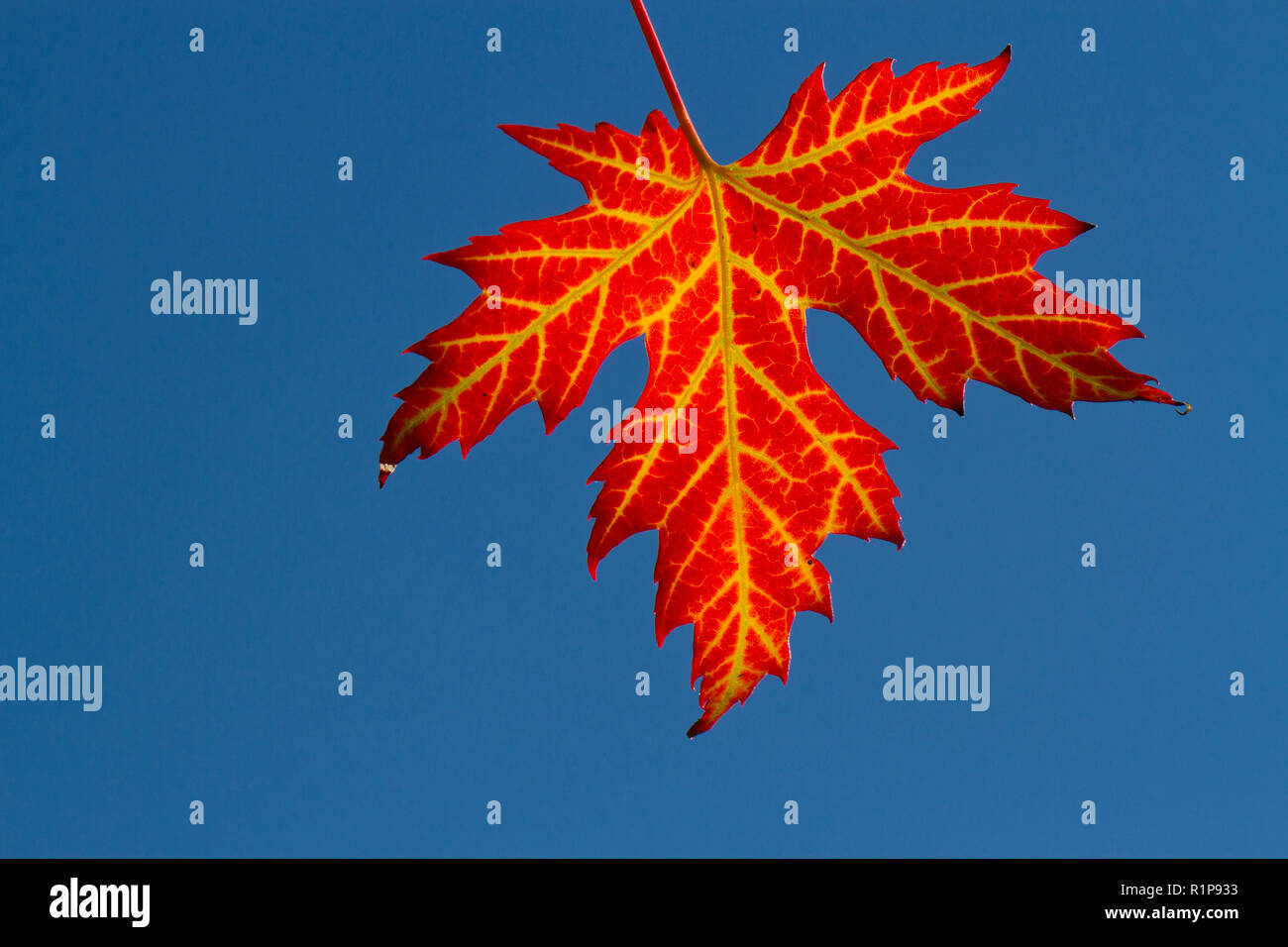 Silver maple tree hi-res stock photography and images - Alamy