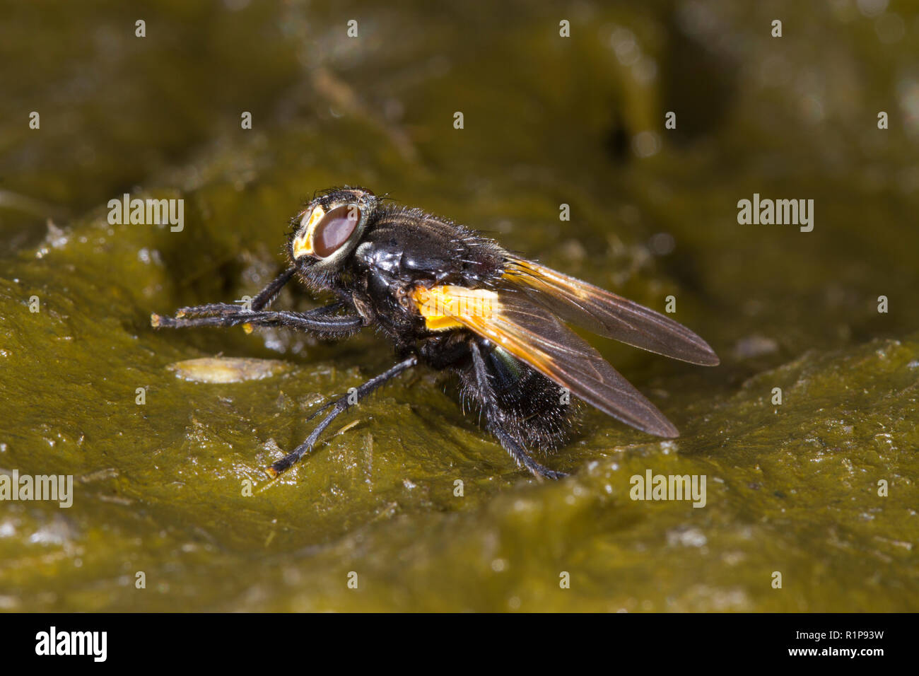 Noon Fly (Mesembrina meridiana) adult on cowdung. Powys, Wales. October ...