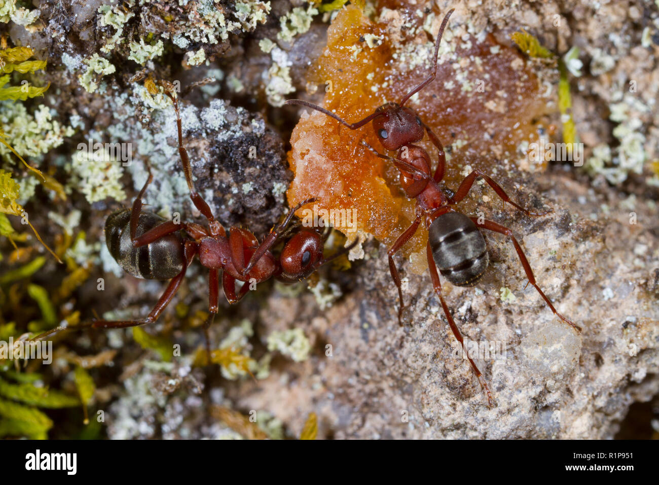 Slave maker ant hi-res stock photography and images - Alamy