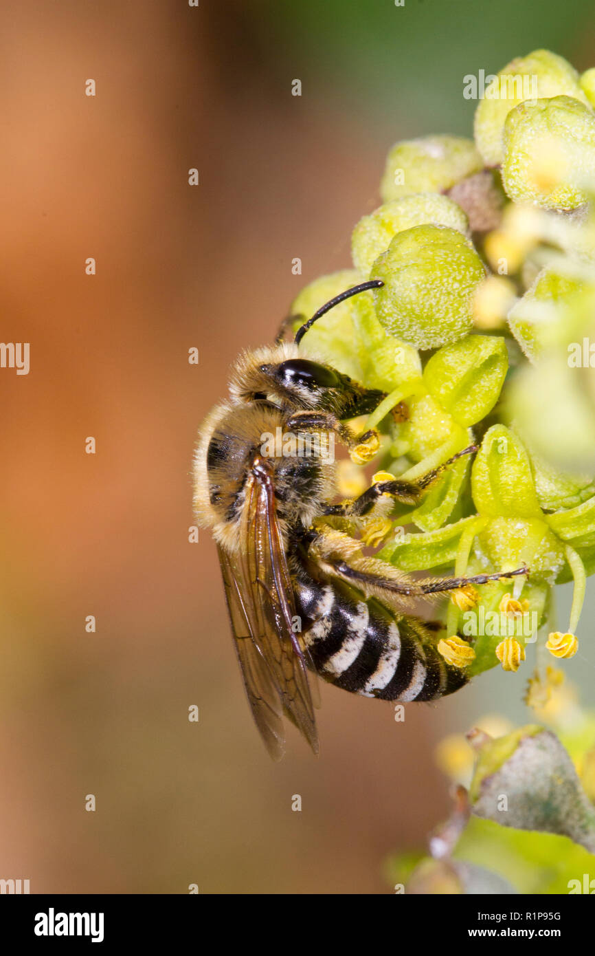 Ivy Bee (Colletes hederae) adult female collecting pollen from Ivy ...
