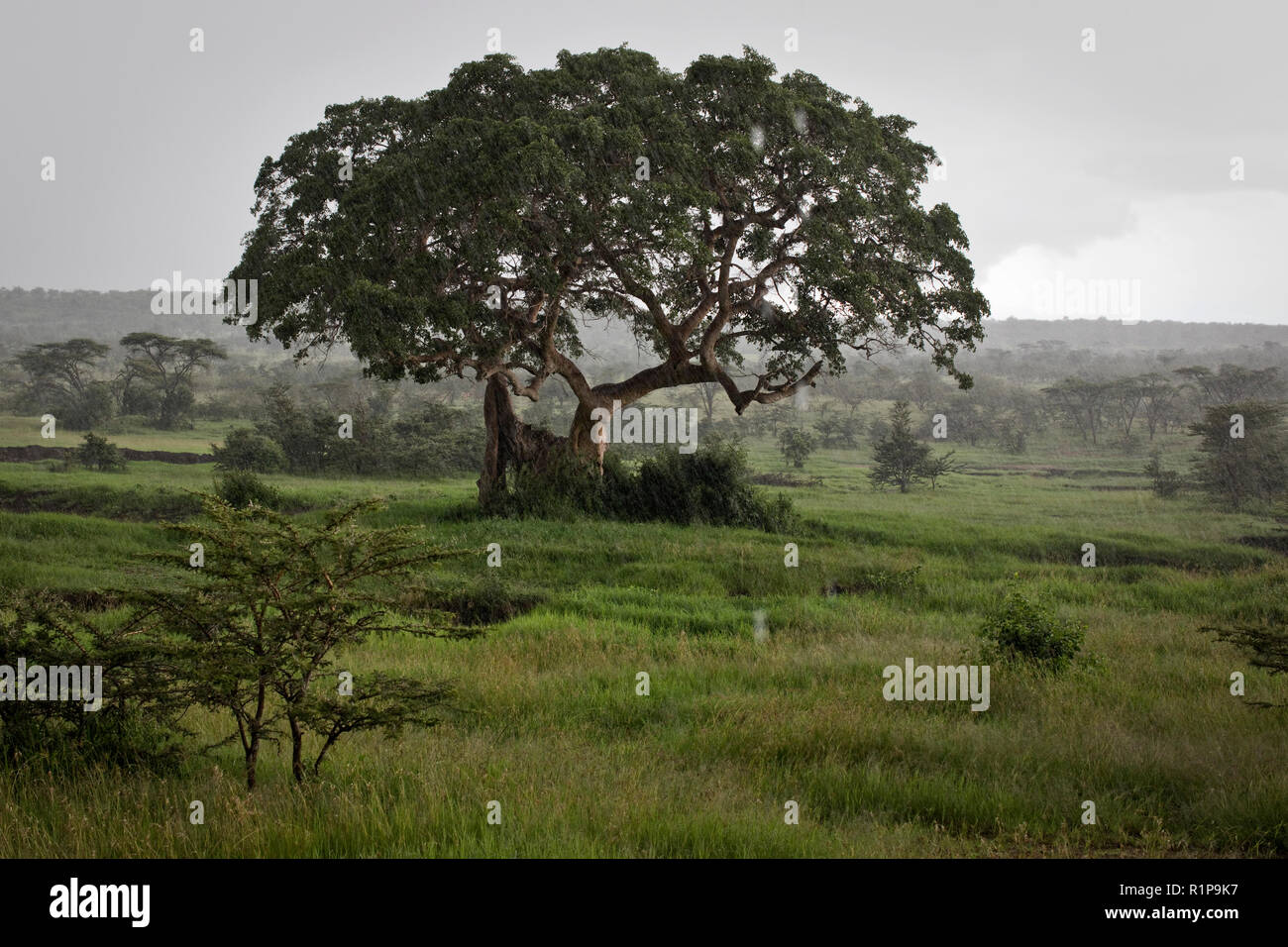 Heavy rains falls at the Mara Naboisho Conservancy in southwestern ...