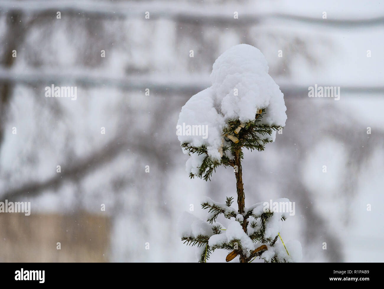 Sprucetree hi-res stock photography and images - Alamy