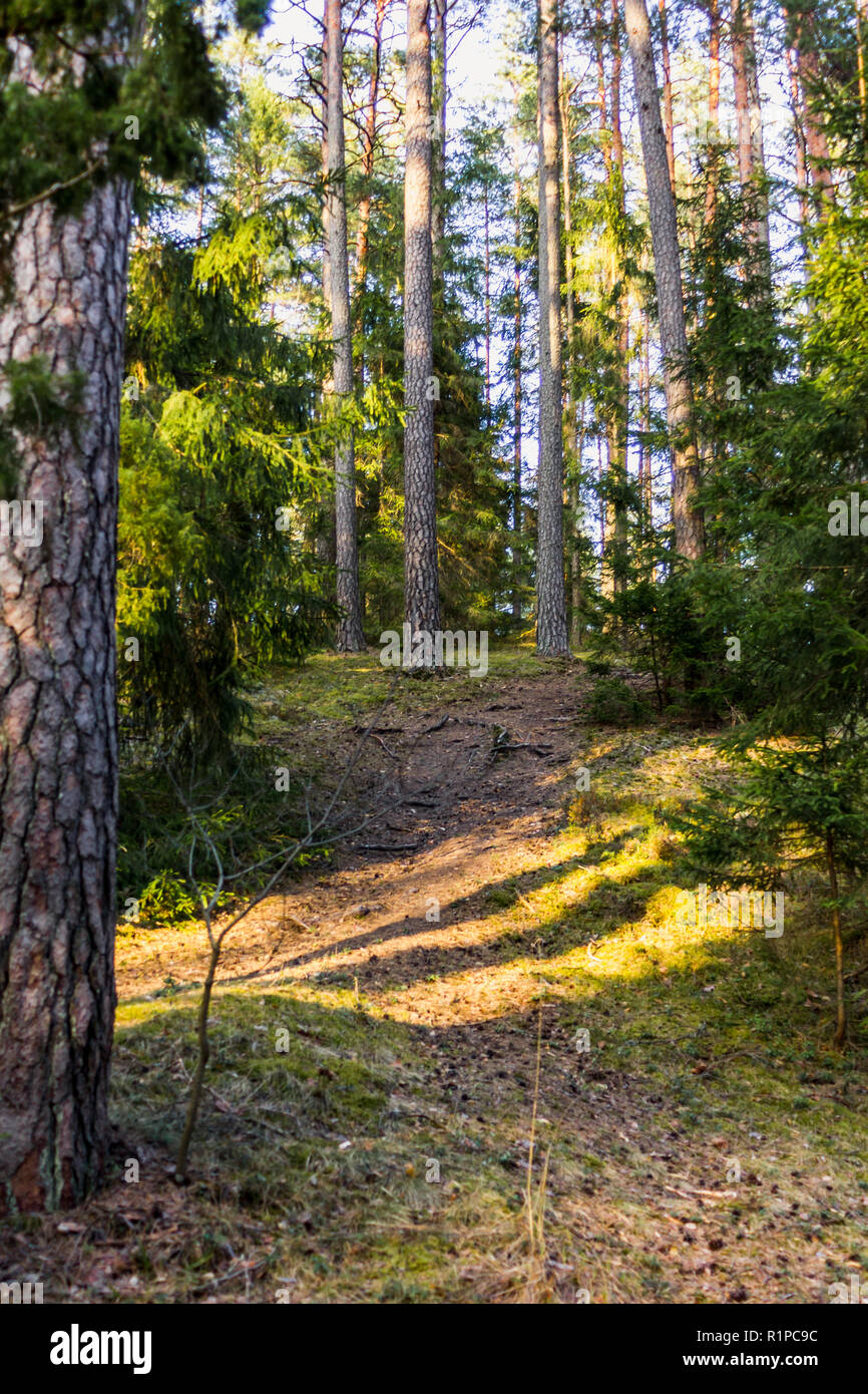 Calm and Sunny Spring Day in the Forest, with Sun Shining on top of the ...