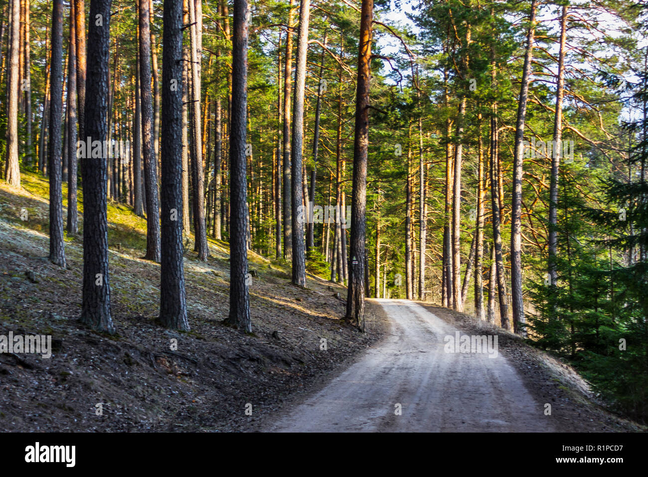 View of the Forest Road, heading deaper in the Woods on the Early ...