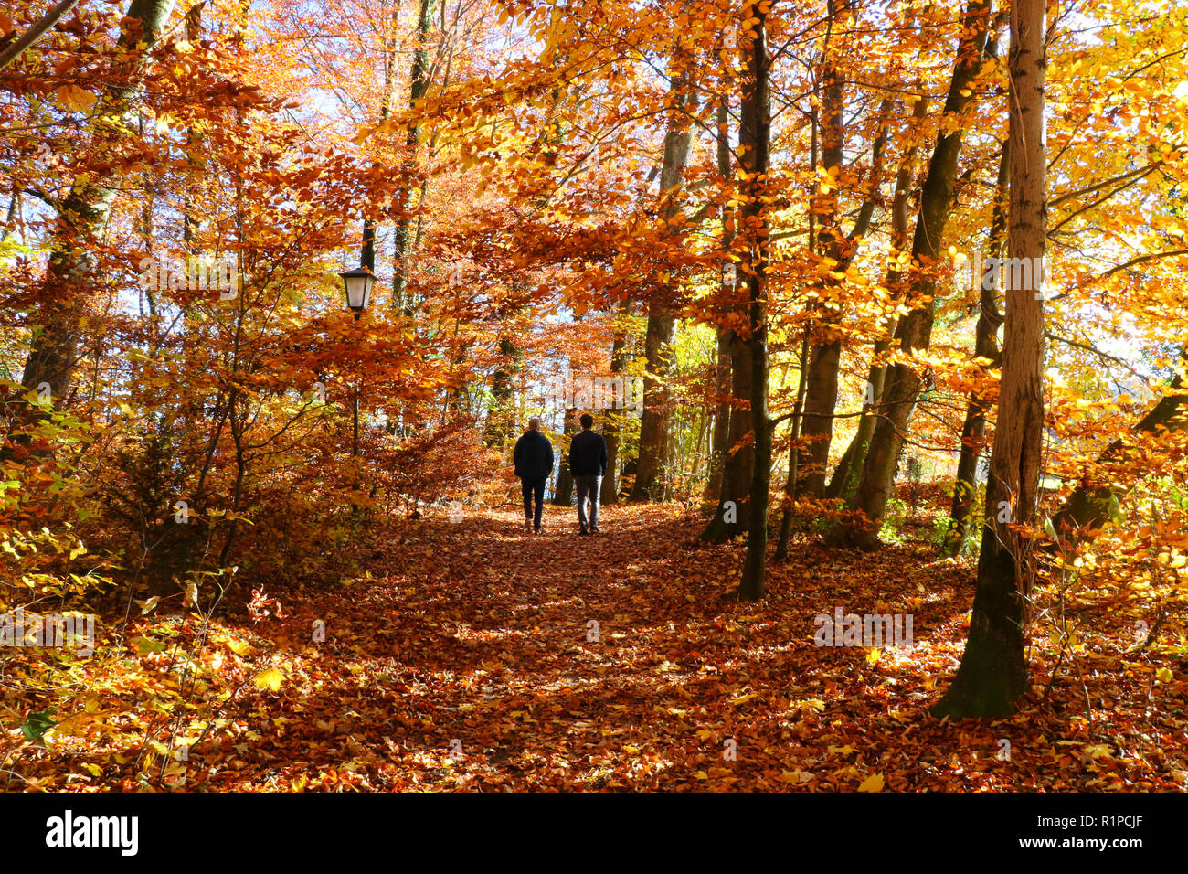 Woodland walk through Autumn leaves Stock Photo - Alamy