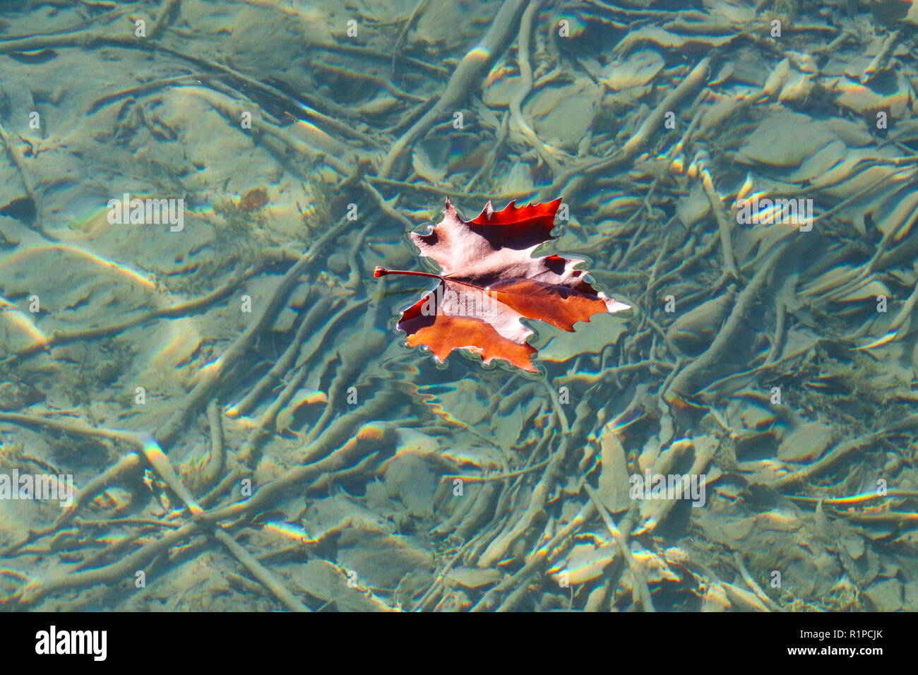 Leaf floating in water Stock Photo - Alamy