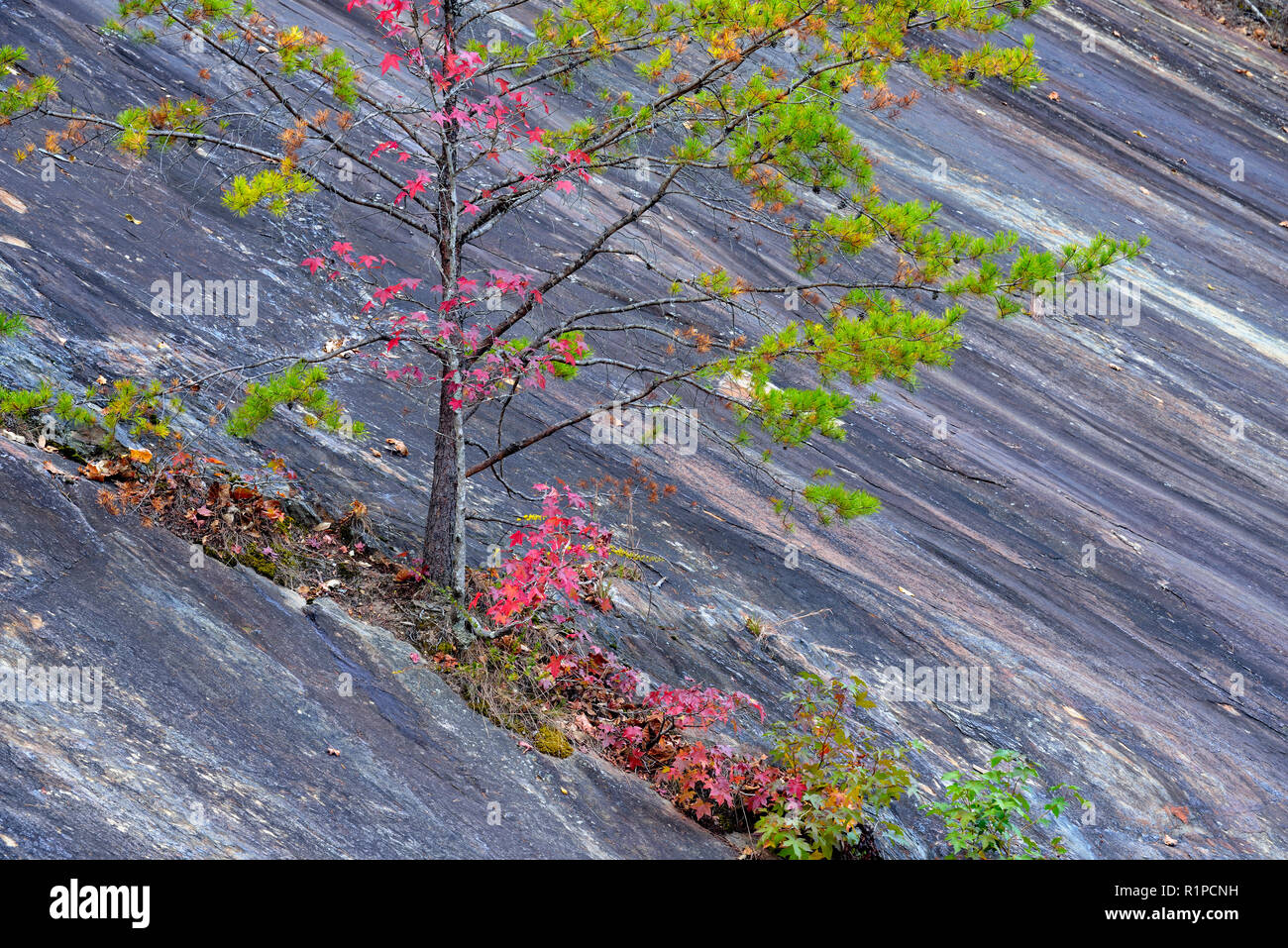 Rock maple tree hi-res stock photography and images - Alamy