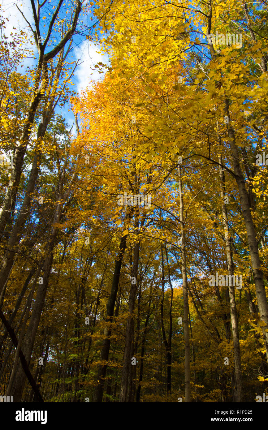 Shale Hollow in Autumn, Lewis Center, Ohio Stock Photo - Alamy