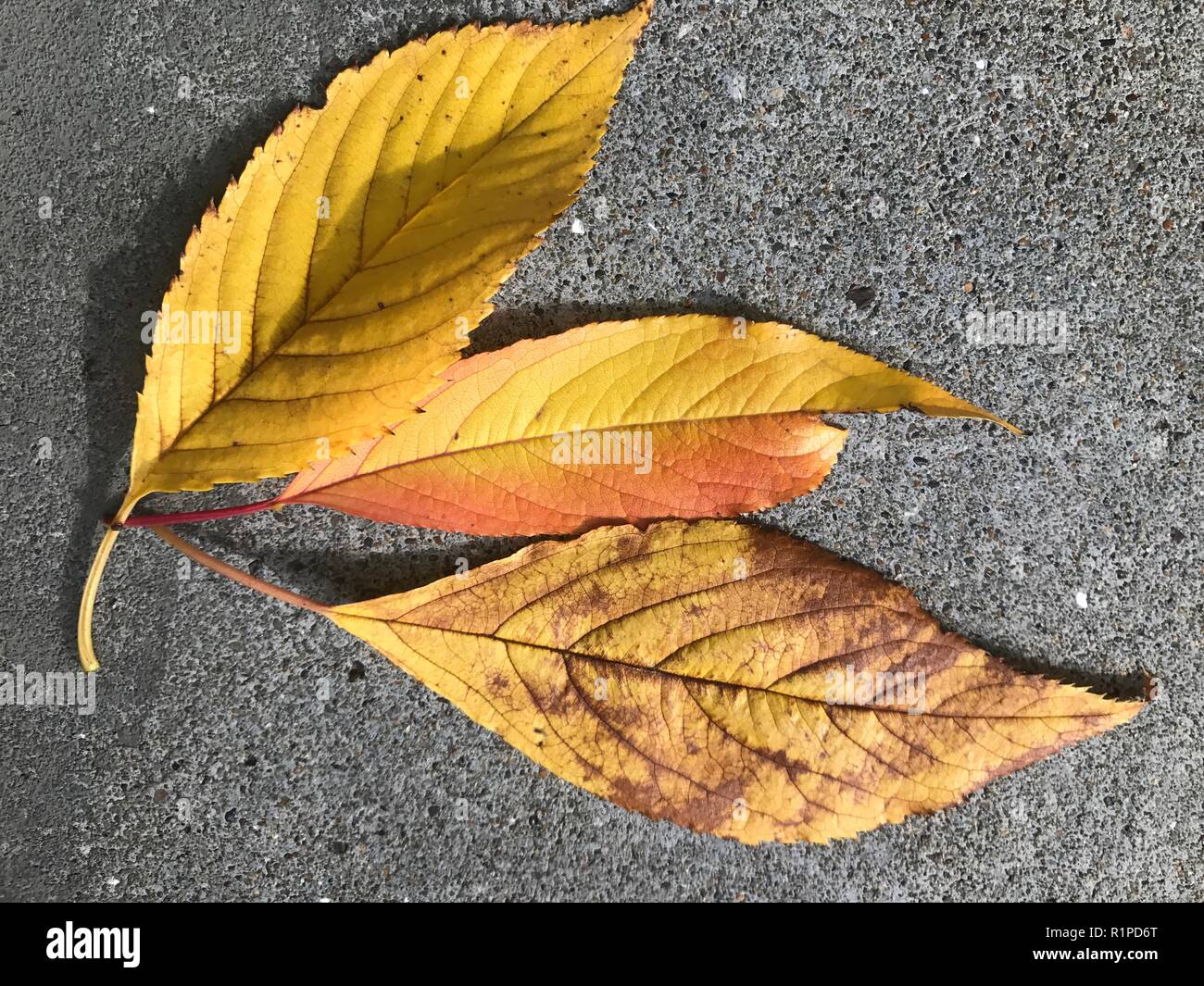 Close up sidewalk hi-res stock photography and images - Alamy
