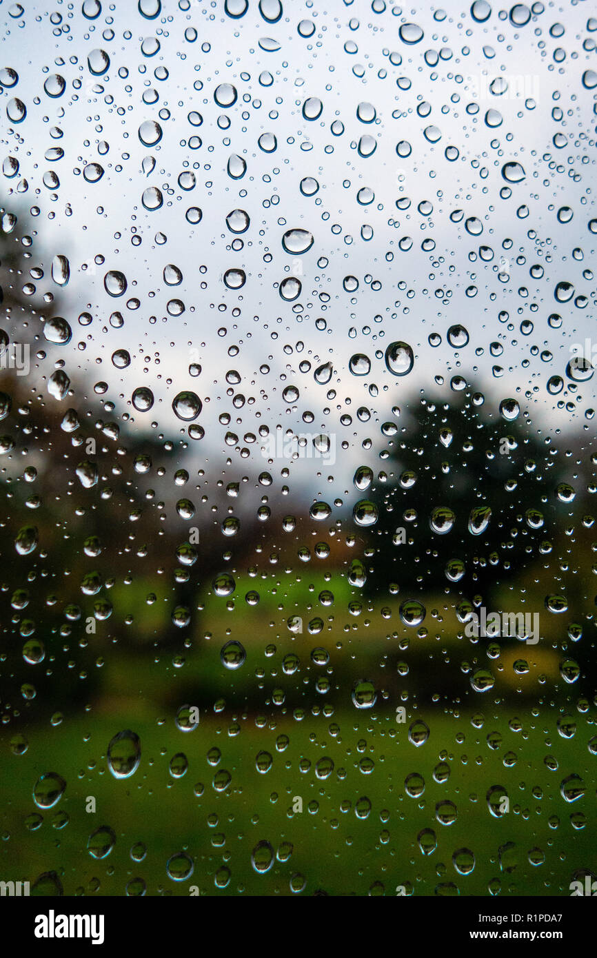 Raindrops On Trees