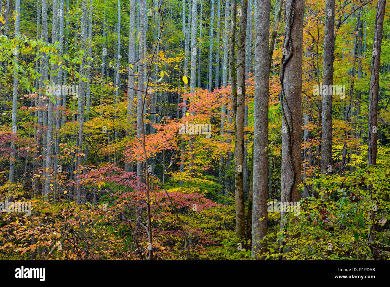 Forest understory hi-res stock photography and images - Alamy