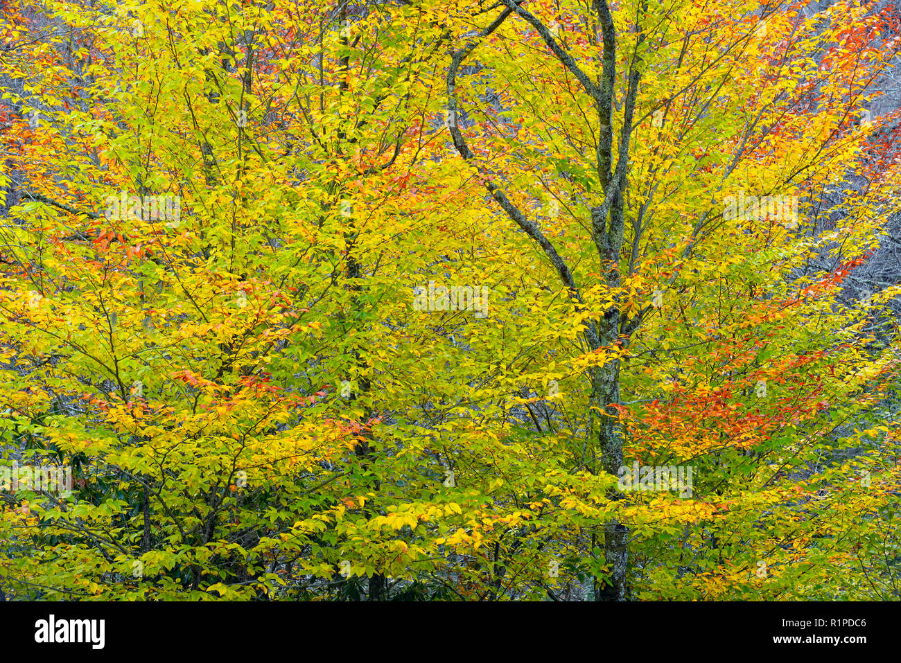 Tupelo attractions hi-res stock photography and images - Alamy