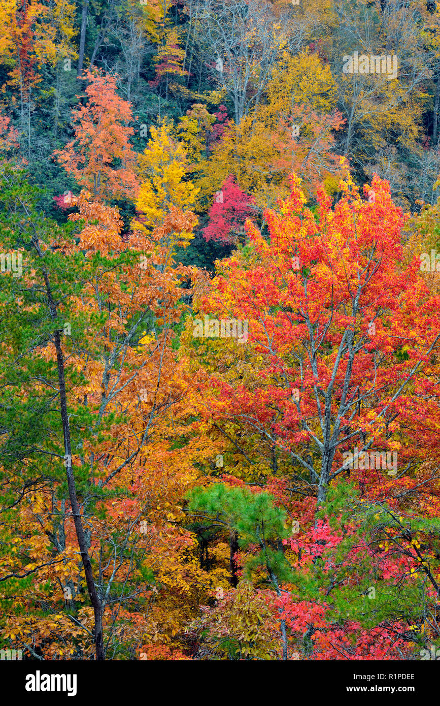 Autumn foliage in the hardwood forest near the Foothills Parkway, Great ...