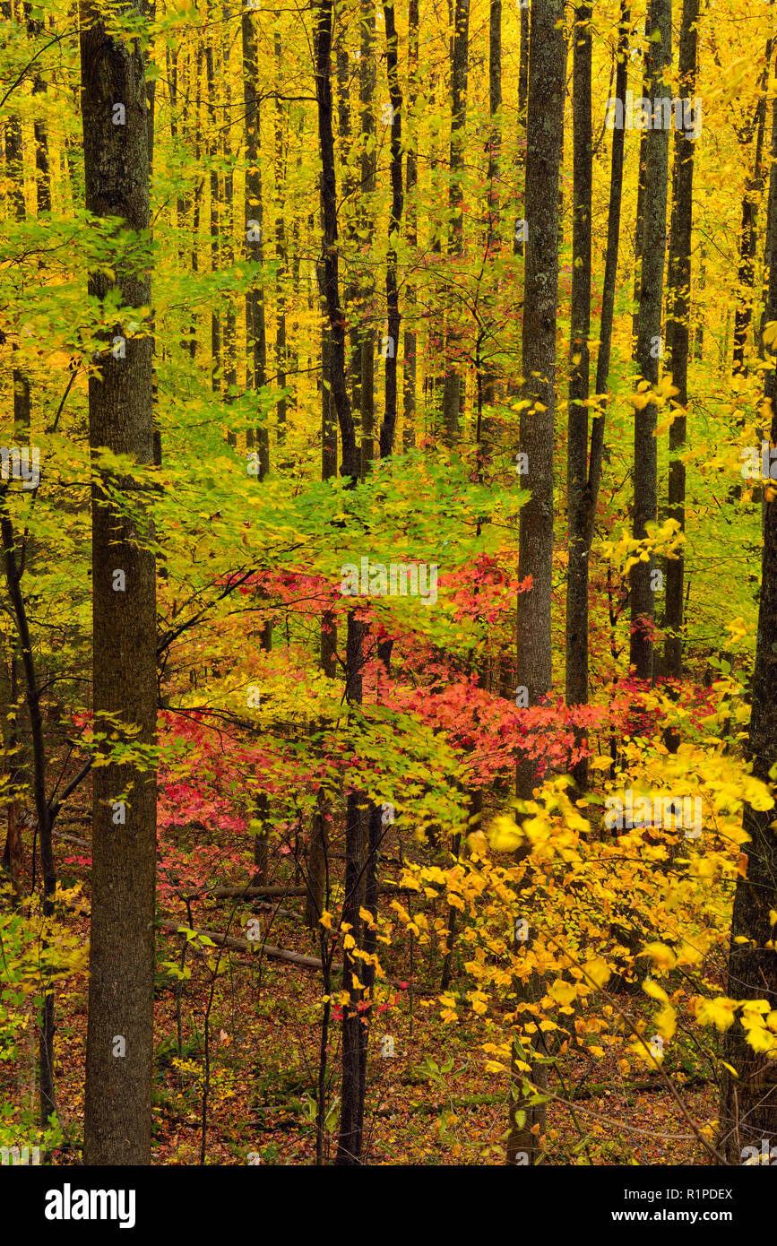 Autumn colour in the hardwood forest near Sugarlands, Great Smoky ...