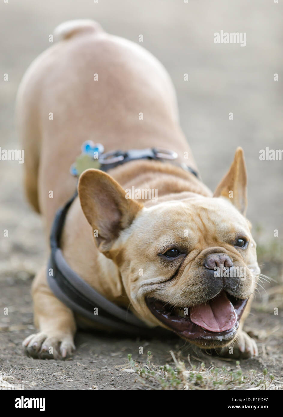 Frenchie wants to play Stock Photo - Alamy