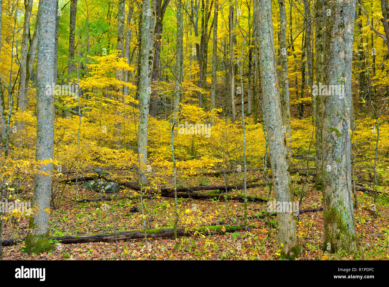 Autumn colour in the hardwood forest on the Laurel Creek Road, Great ...