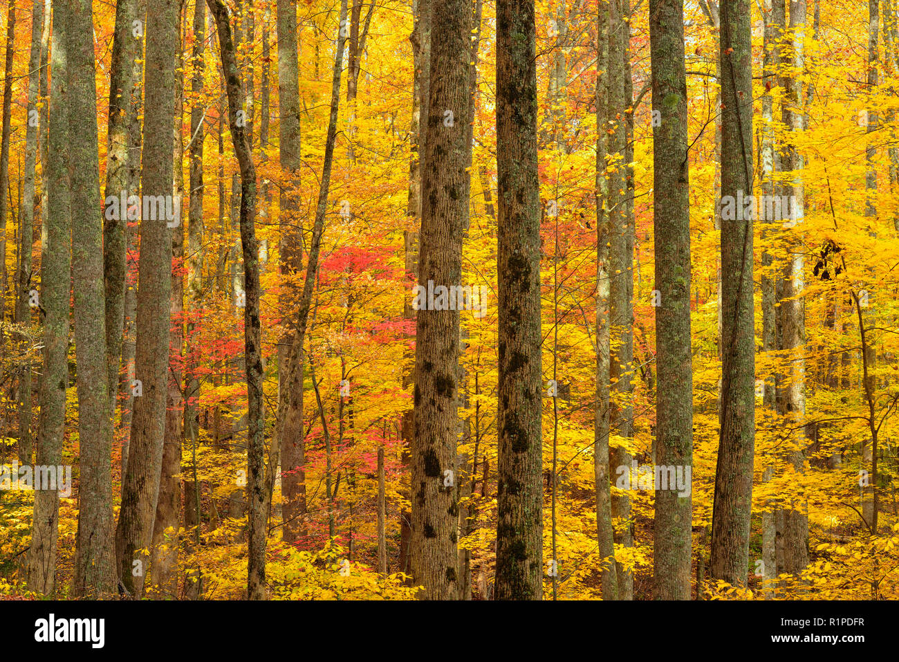 Autumn colour in the hardwood forest on the Laurel Creek Road, Great ...