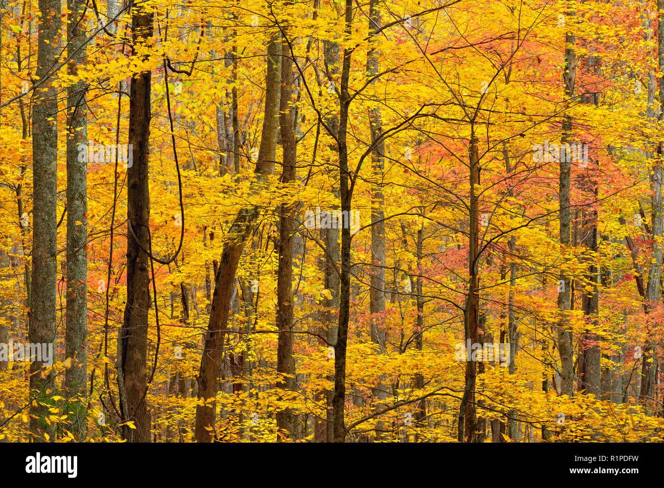 Autumn colour in the hardwood forest on the Laurel Creek Road, Great ...