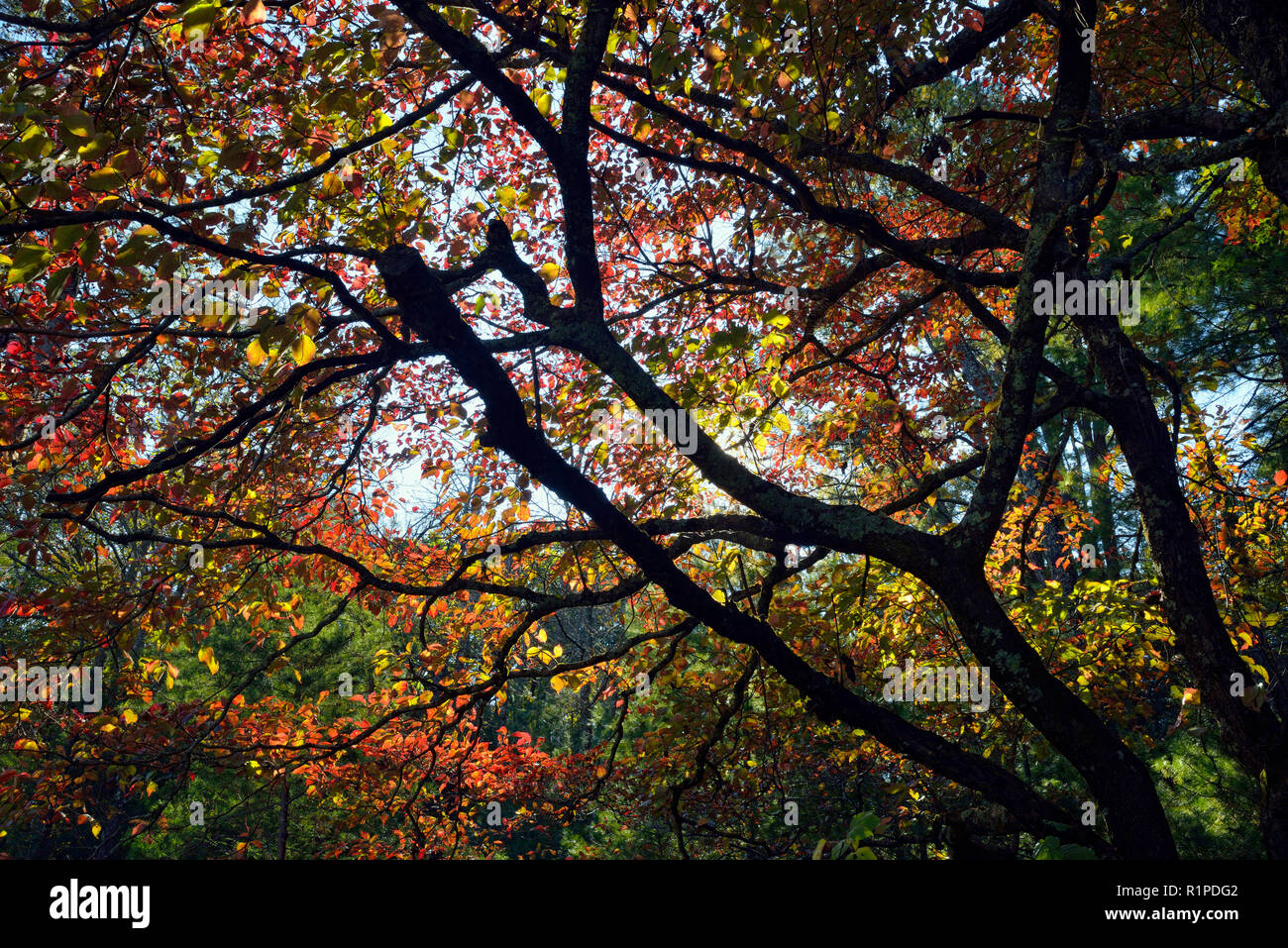 Autumn foliage in a flowering dogwood tree, Great Smoky Mountains ...
