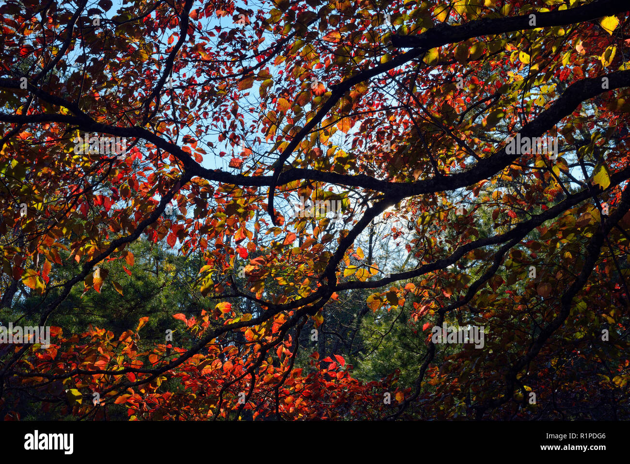 Autumn foliage in a flowering dogwood tree, Great Smoky Mountains ...