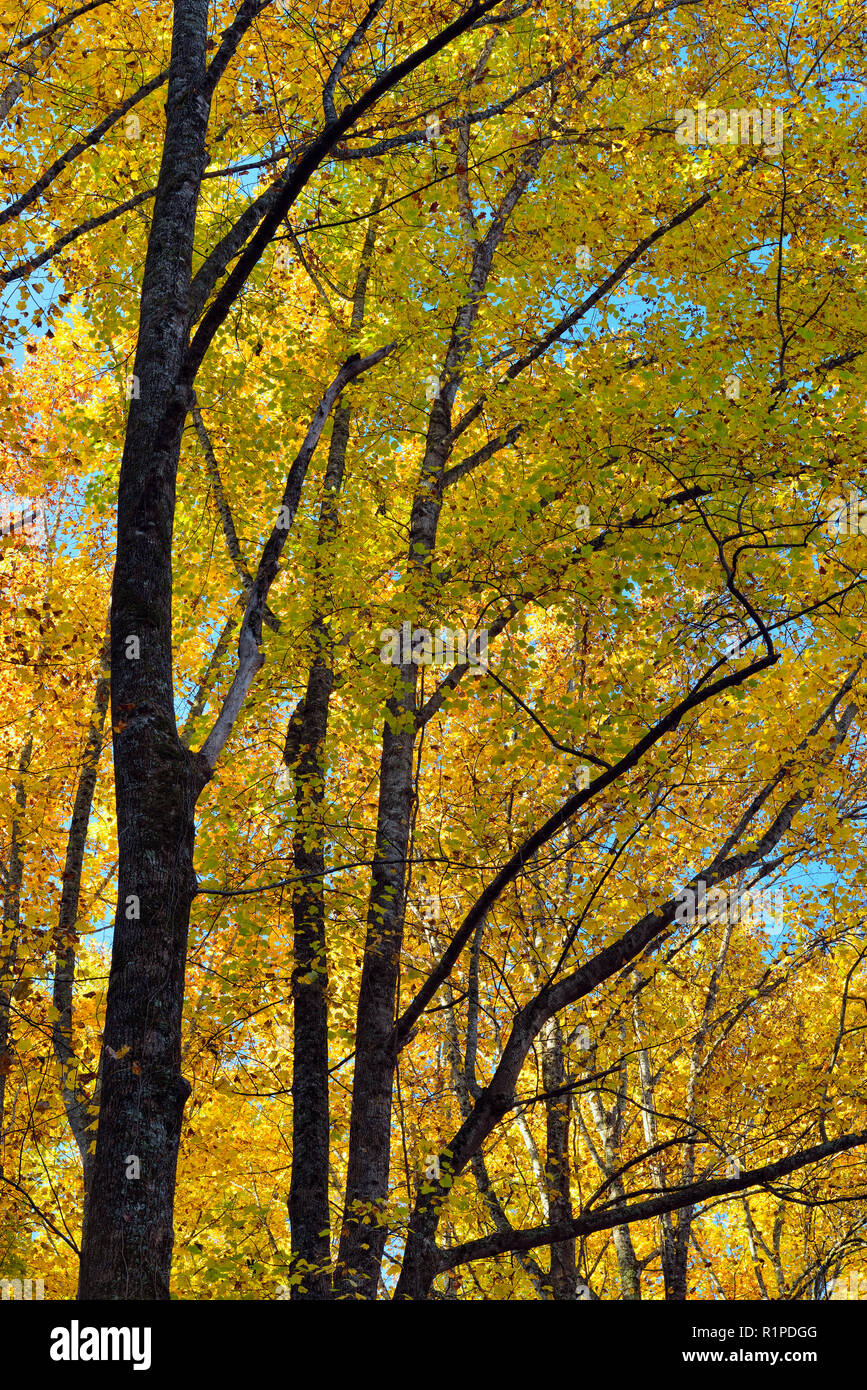 Autumn colour in the hardwood forest on the Laurel Creek Road, Great ...