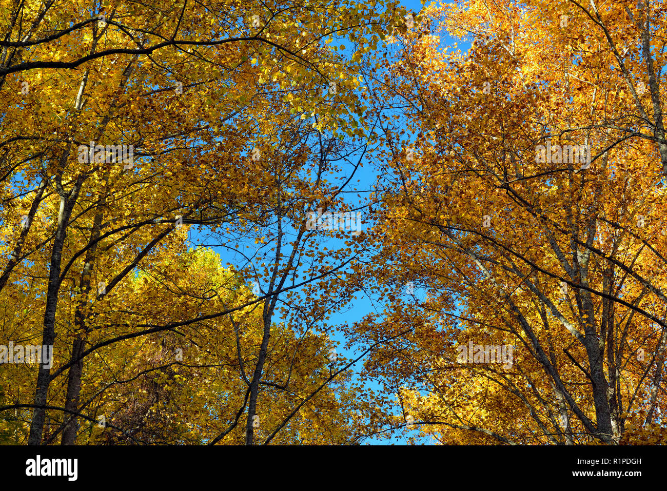 Autumn colour in the hardwood forest on the Laurel Creek Road, Great ...