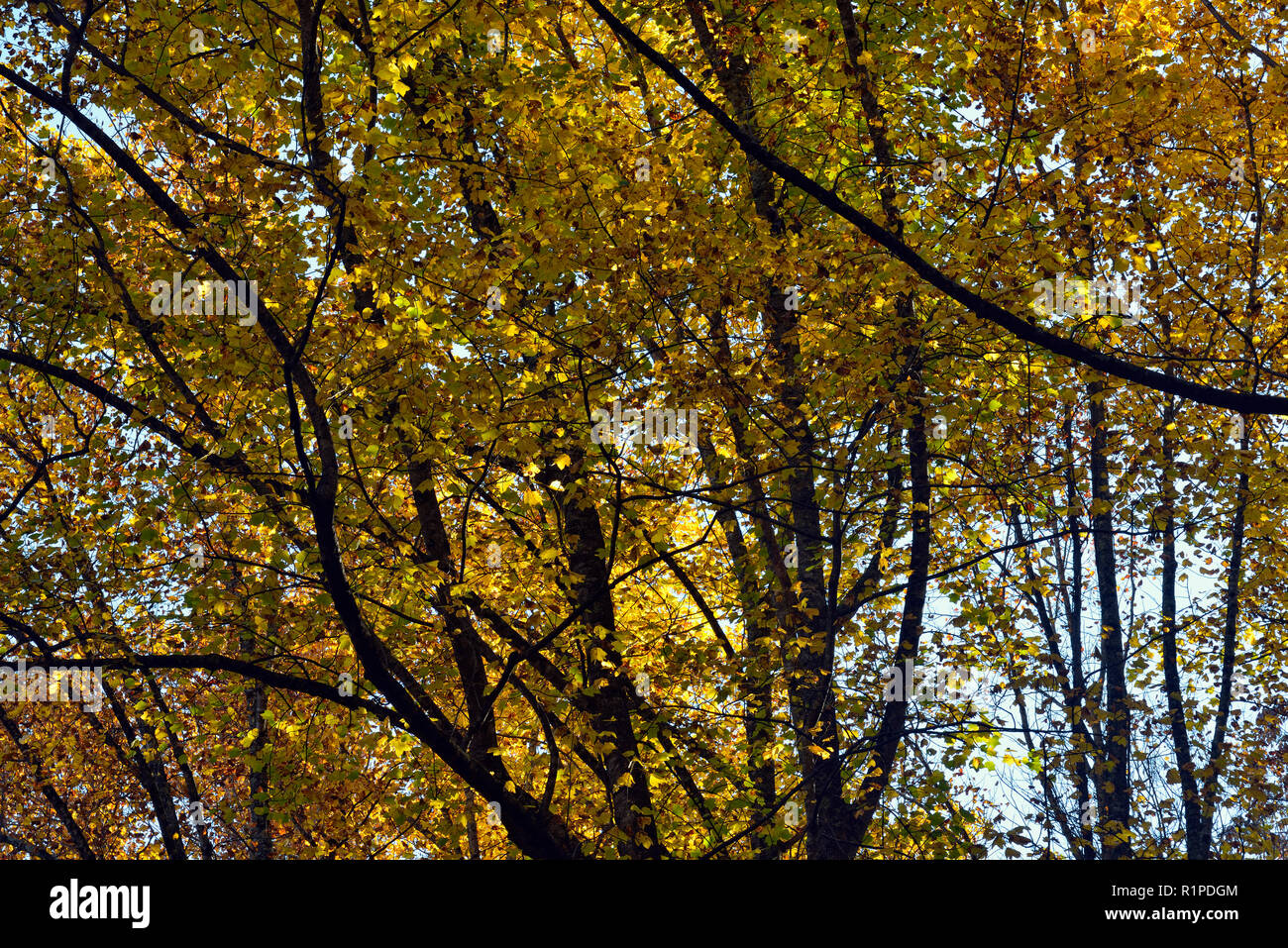 Autumn colour in the hardwood forest on the Laurel Creek Road, Great ...
