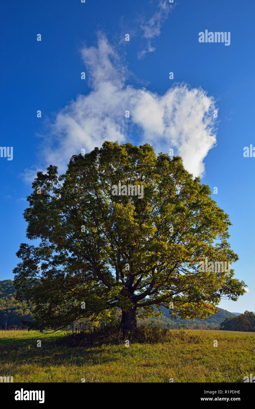 Protected by the great oak hi-res stock photography and images - Alamy