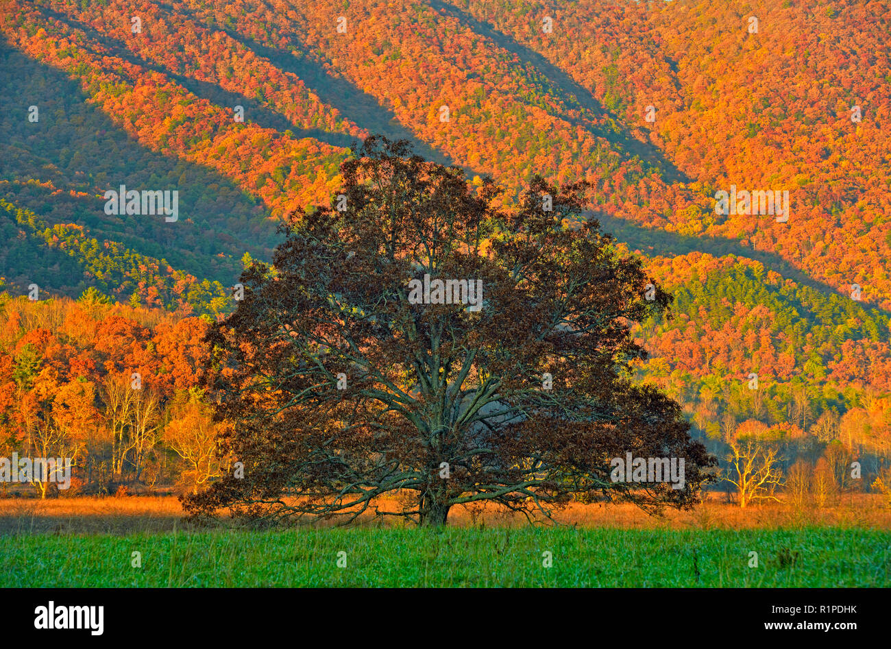 Autumn colour in Cades Cove- mountain slopes and oak tree, Great Smoky ...