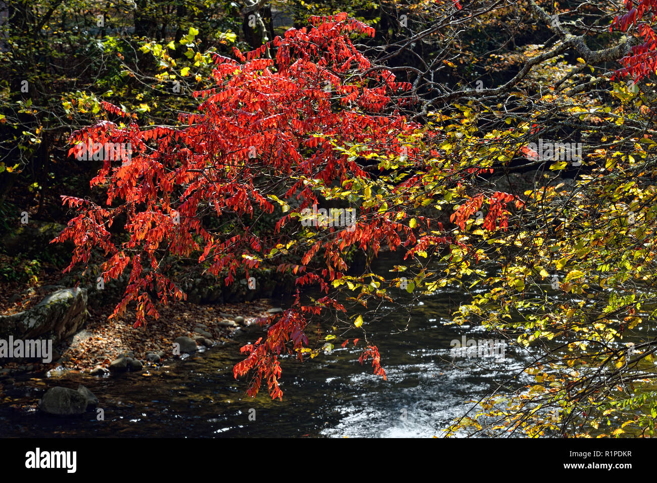 Gum leaves hi-res stock photography and images - Alamy