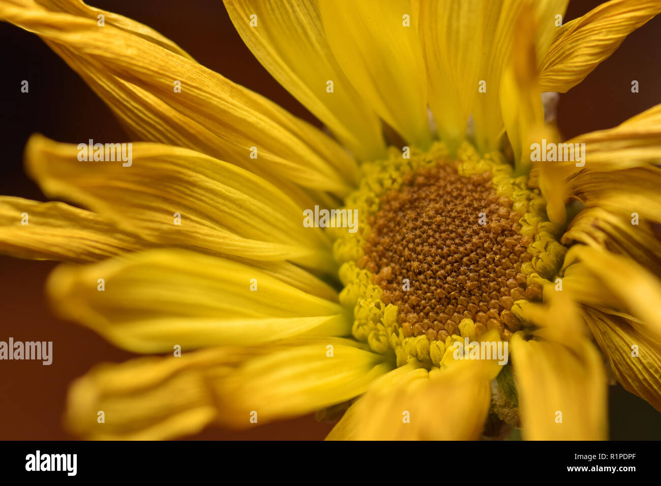 Closeup micro hi-res stock photography and images - Alamy