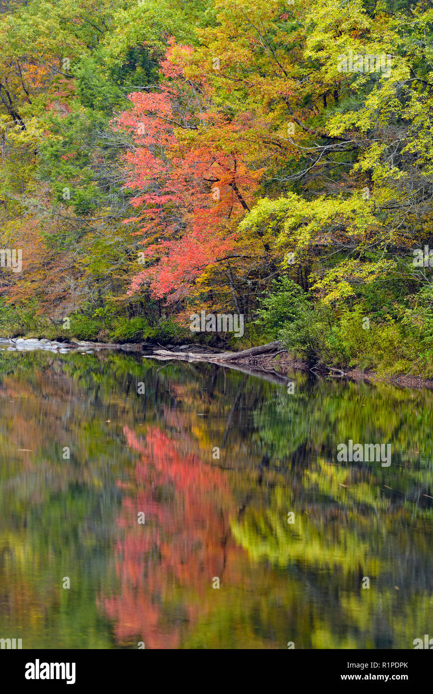 Colourful trees reflected in the Little River, Great Smoky Mountains ...