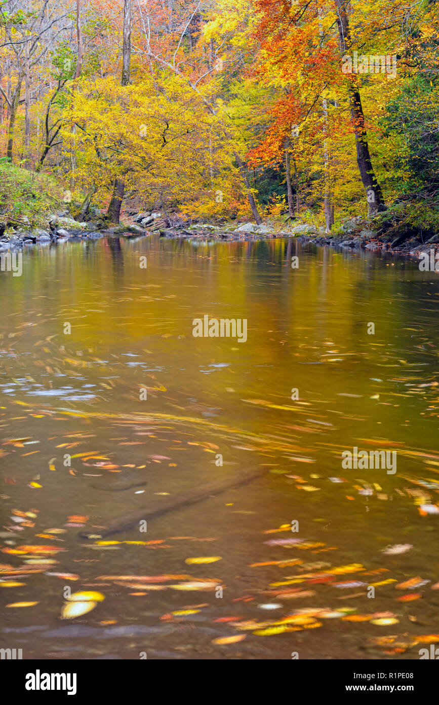 Autumn foliage reflected in the Little River, Great Smoky Mountains ...