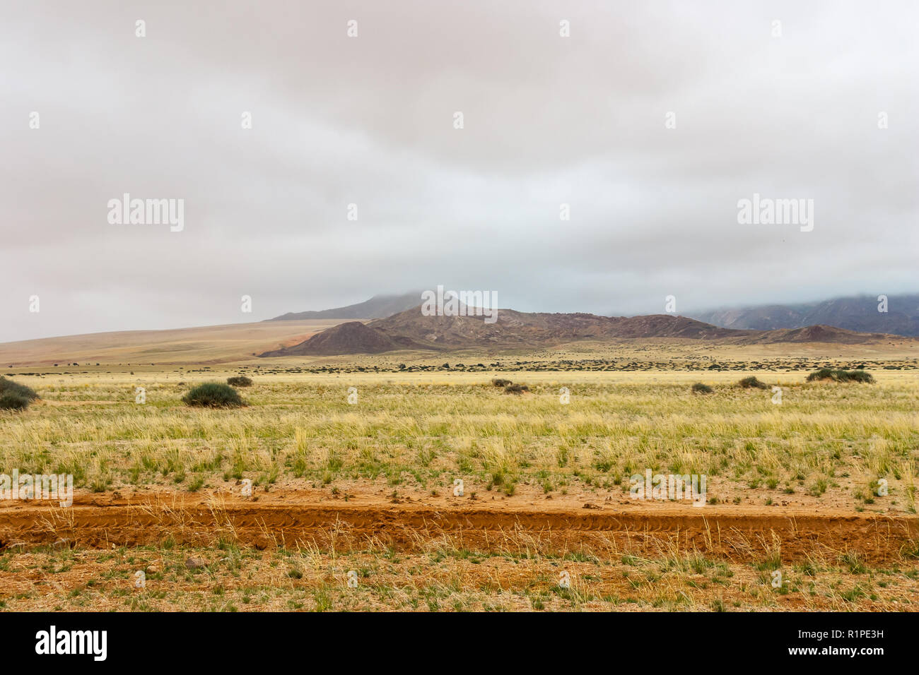Namib desert after rain hi-res stock photography and images - Alamy