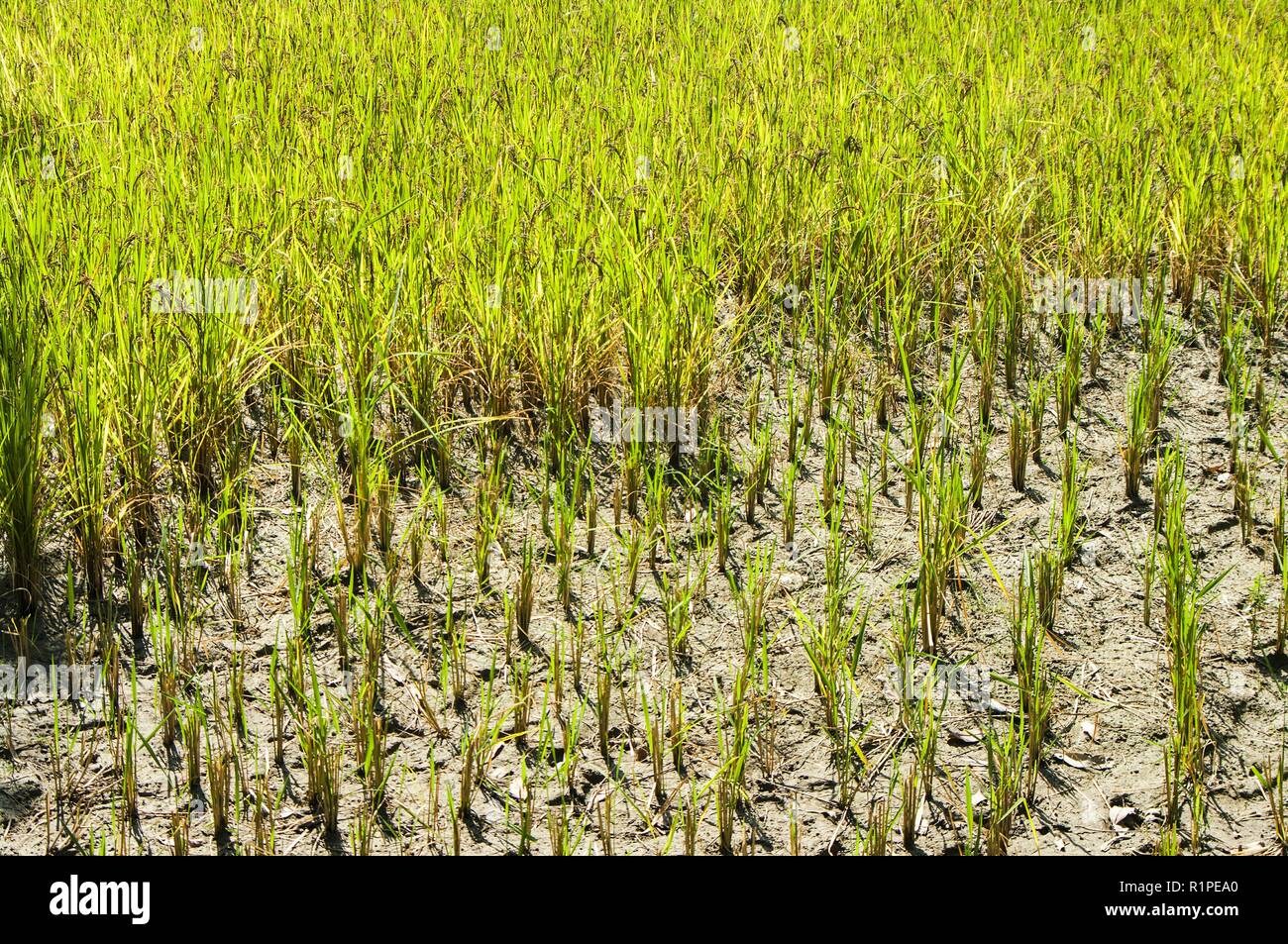 Paddy and rice ; Paddy and rice background images Stock Photo - Alamy