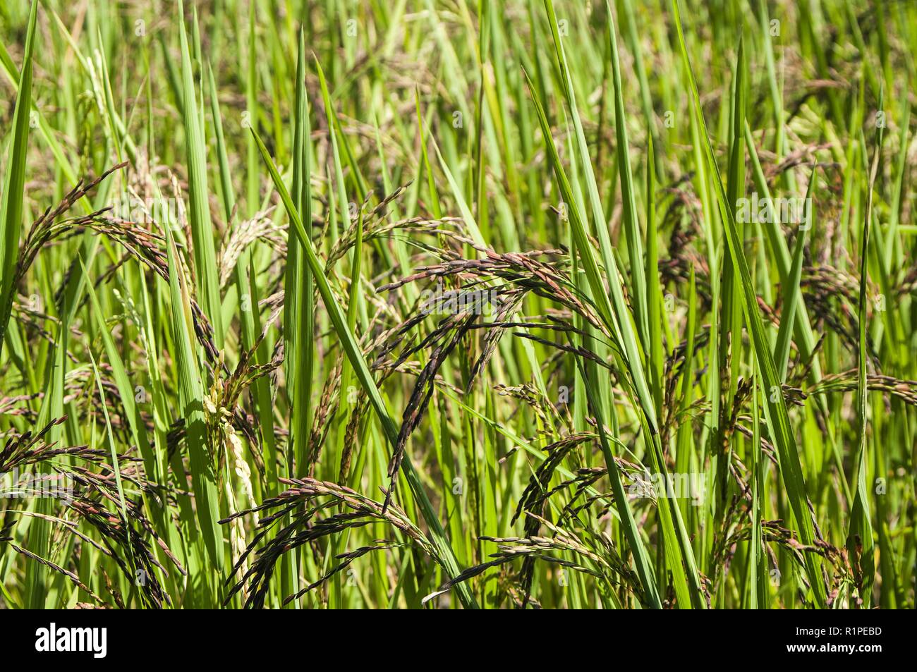 Paddy and rice ; Paddy and rice background images Stock Photo - Alamy