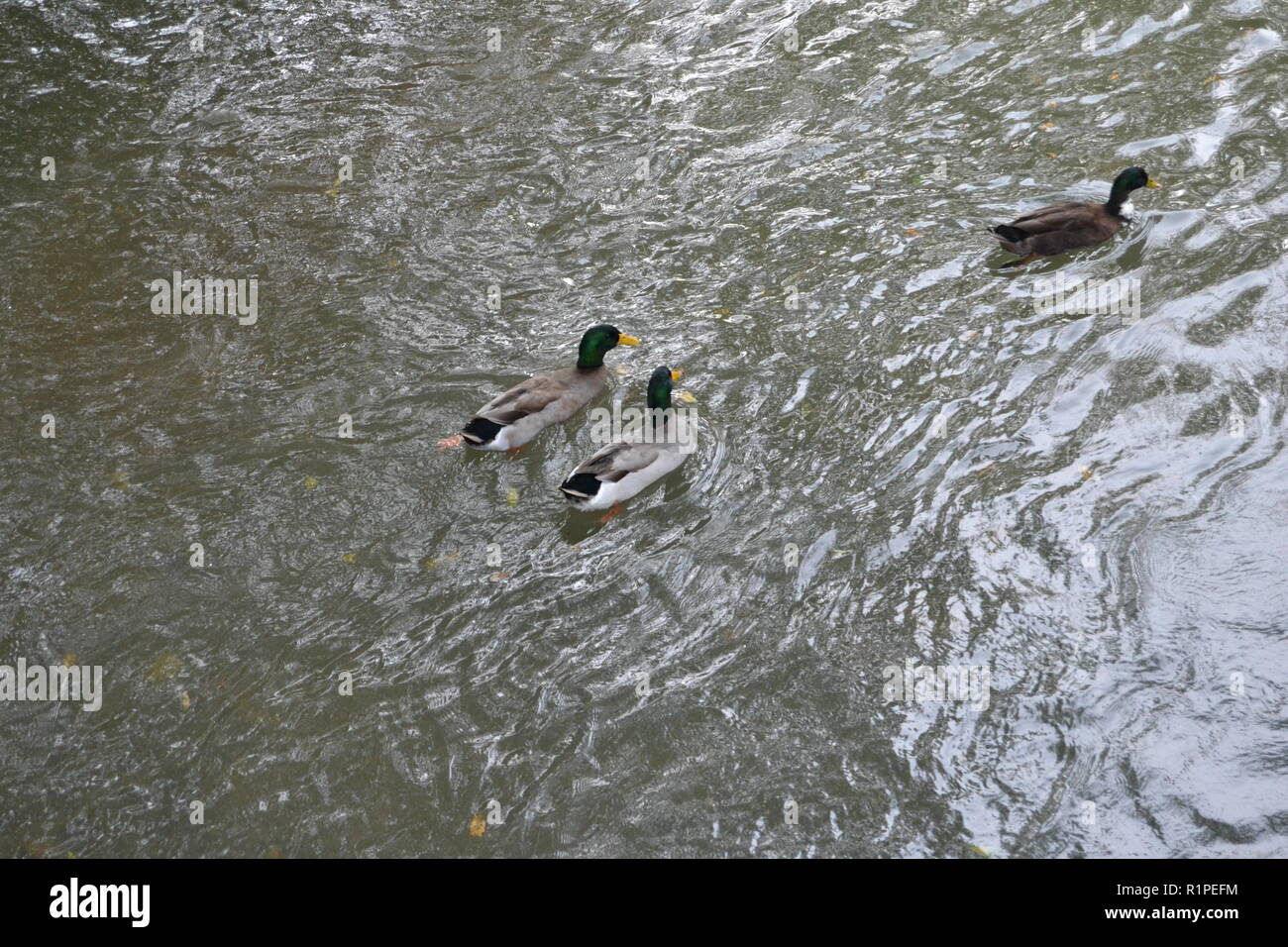 Duck swimming underwater hi-res stock photography and images - Alamy