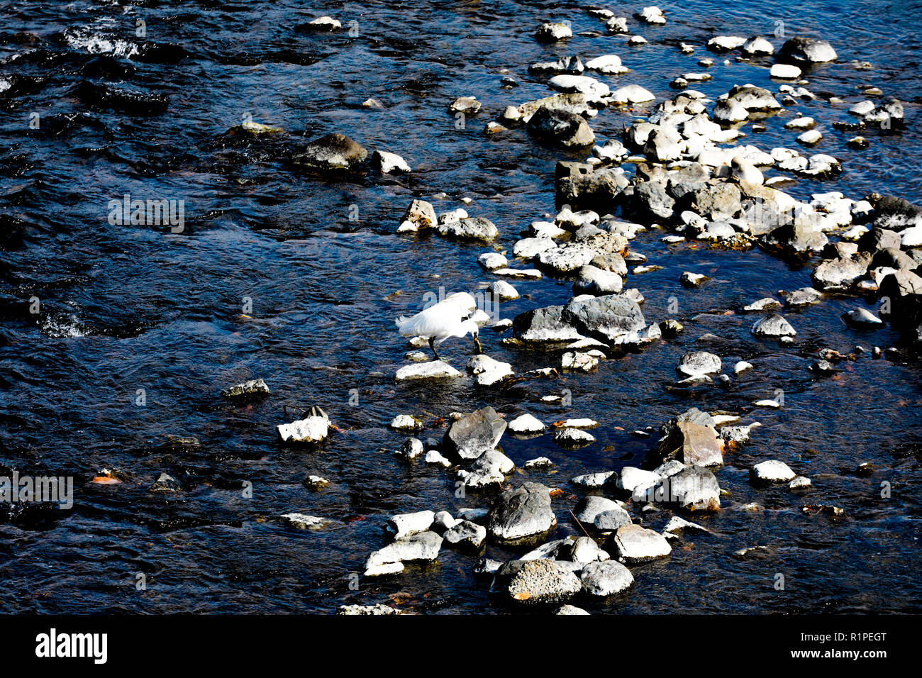 River fish japan hi-res stock photography and images - Alamy