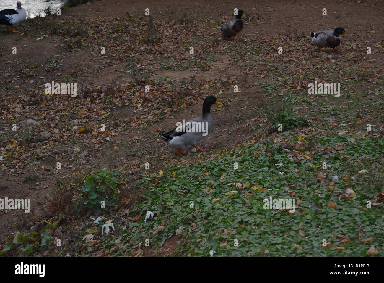Mallard duck in the Fall leaves at the duck park in Sweetwater, TN ...