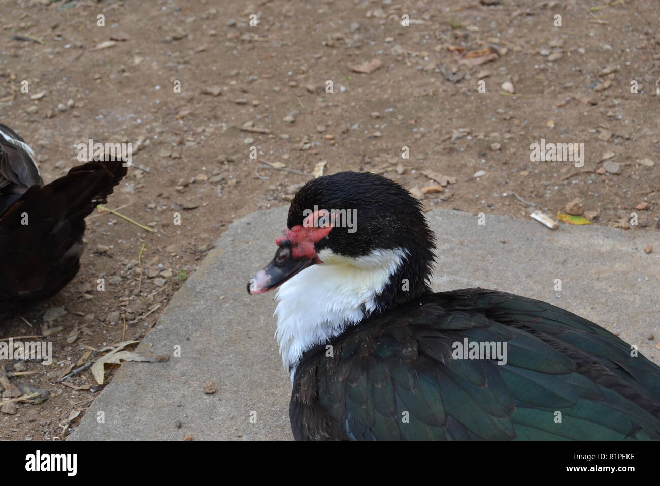 Portrait of a Muscovy duck sitting in Sweetwater duck park in ...