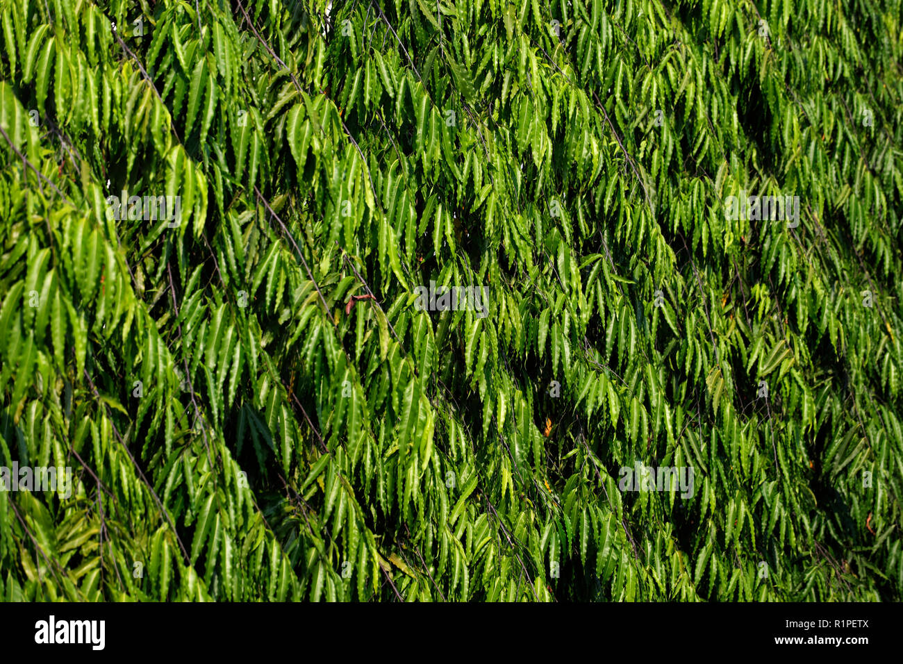green tree wall for background Stock Photo - Alamy