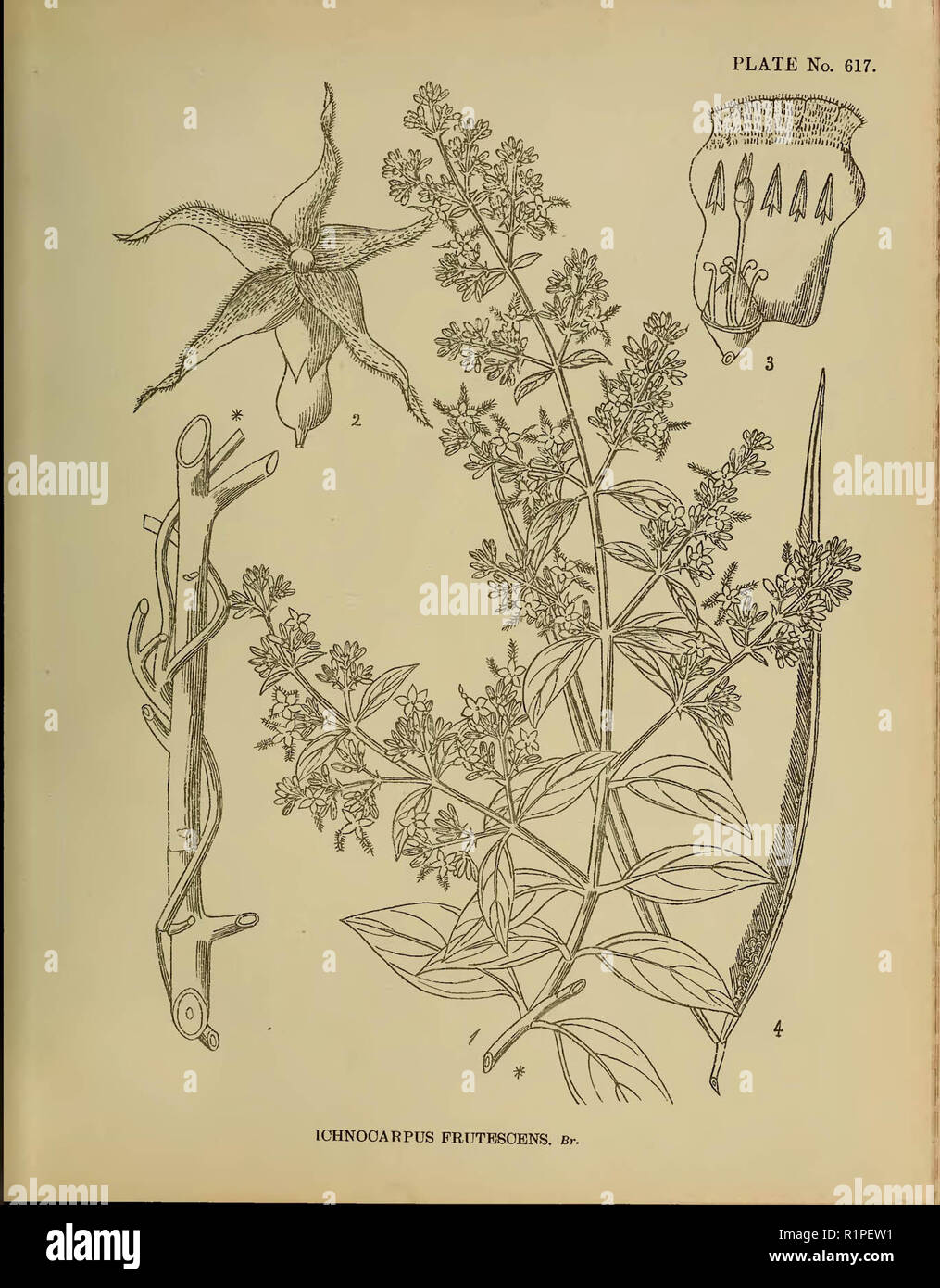 Indian Medicinal Plants (Plates Vol 4 Stock Photo - Alamy