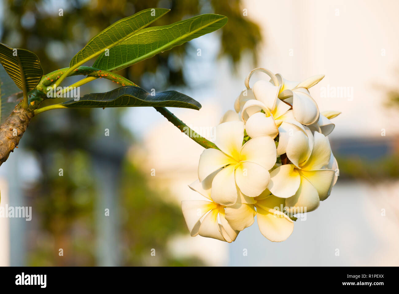 plumeria obtusa L,Evergreen Frangipani, Graveyard Flower, Pagoda Tree ...