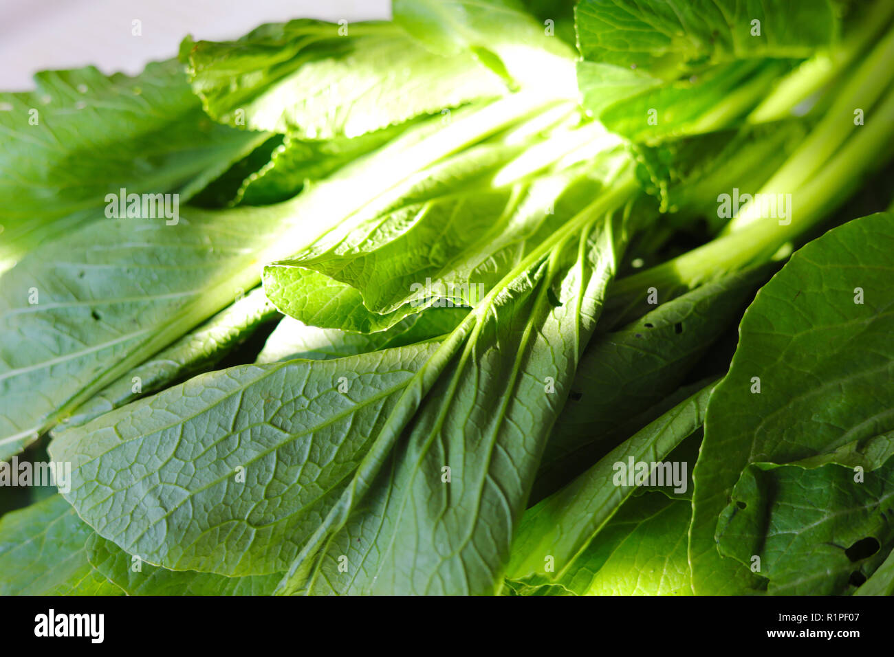 Eat celery hi-res stock photography and images - Alamy