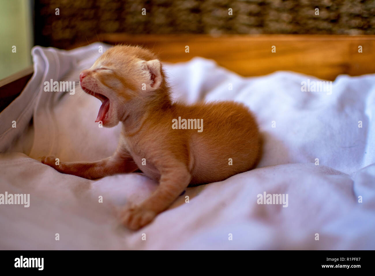 Newborn red kitten. New born baby cat. Cute baby cat close photo ...